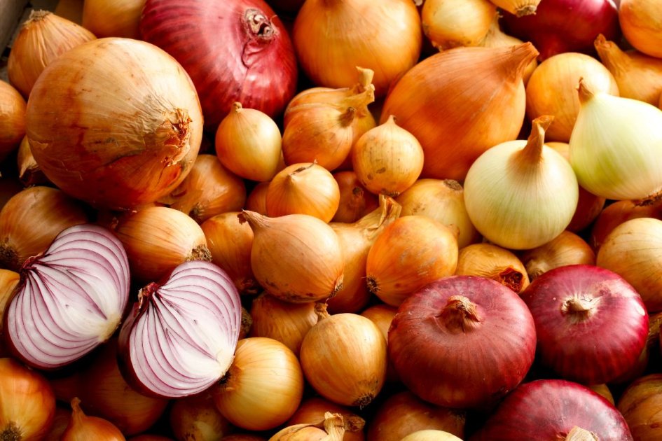 Onion Plant Information and Variety Selection | Wikifarmer